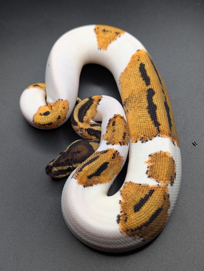 Orange Dream Yellow Belly Possible Gene X Pied Ball Python by Stoaty's ...