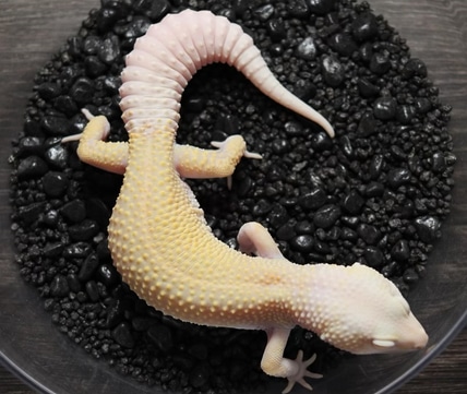 CB21 Mack Snow Leopard Gecko by StokesExotics - MorphMarket
