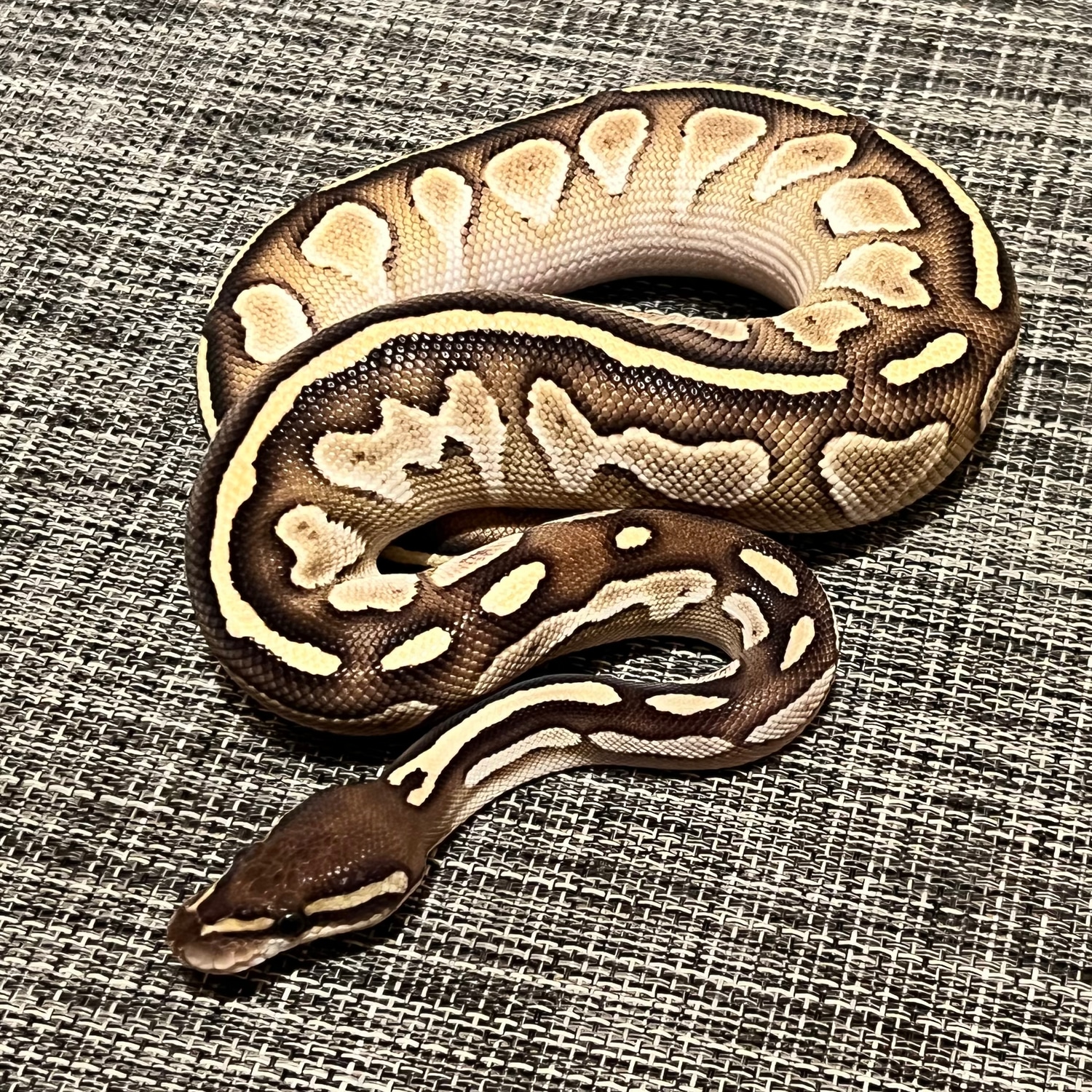 Black Head Lesser Het Clown Ball Python by Drumboa - MorphMarket