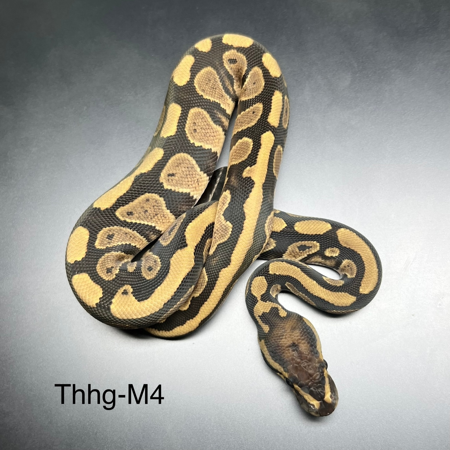 Triple Het Holy Grail (Lavender Albino, Piebald, Clown) Ball Python by Drumboa - MorphMarket