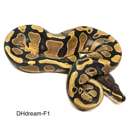 TRIO 1.2 Double Het Dreamsicle Ball Python by Drumboa
