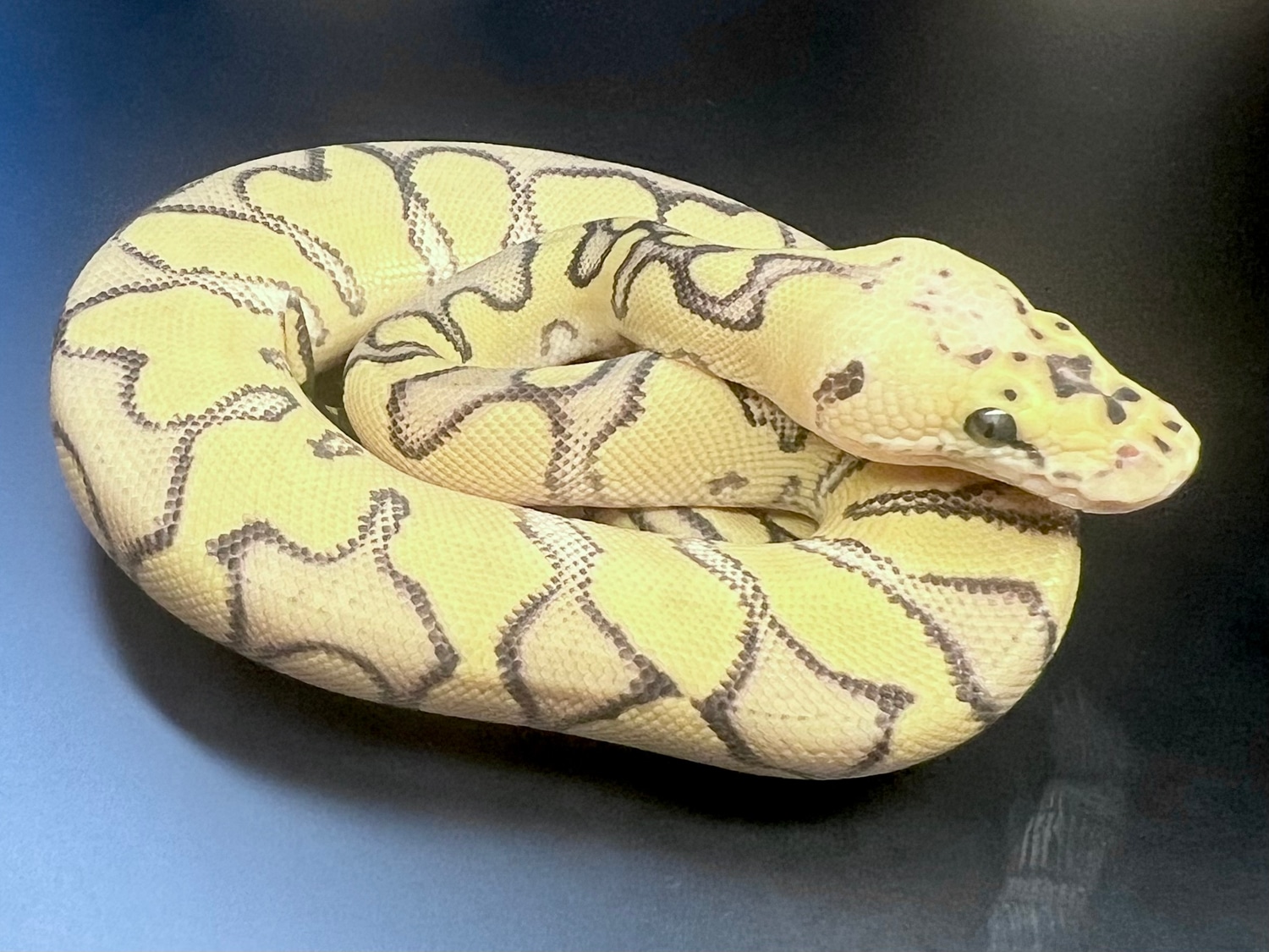 Firefly Enchi Clown Ball Python by Drumboa - MorphMarket