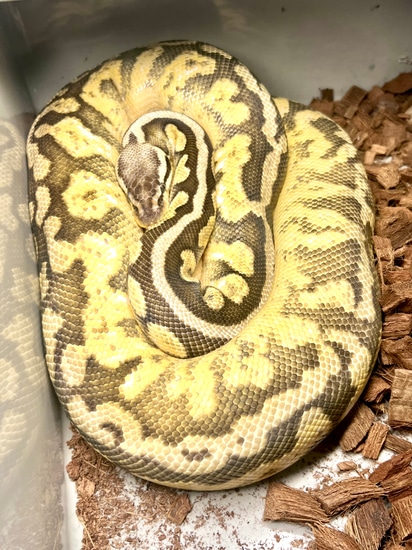 RTB Super Pastel Calico YB (Proven Mama) Ball Python by Drumboa