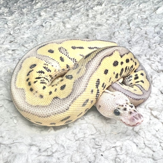 Super Pastel Leopard Fire Clown Ball Python by Drumboa