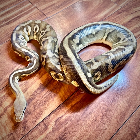 Leopard Mojave Pastel Het Clown (Proven) Ball Python by Drumboa