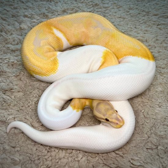 Dreamsicle Ball Python by Drumboa