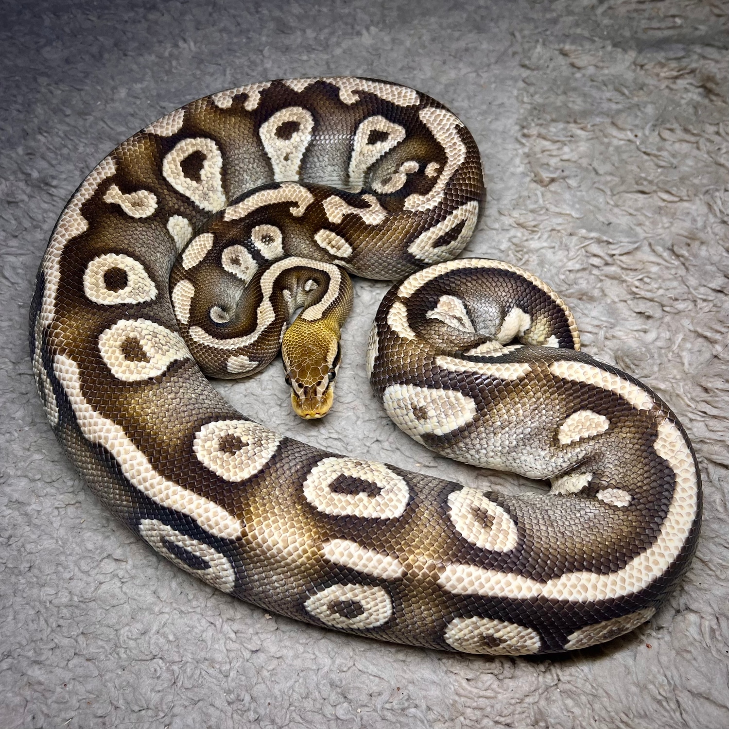 Mojave Pastel