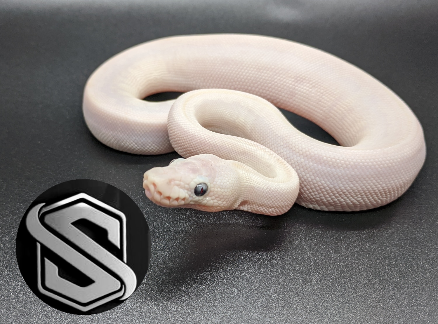 BEL Bamboo/Mojave -poss Woma -poss Cinnamon -poss Pastel Ball Python by ...