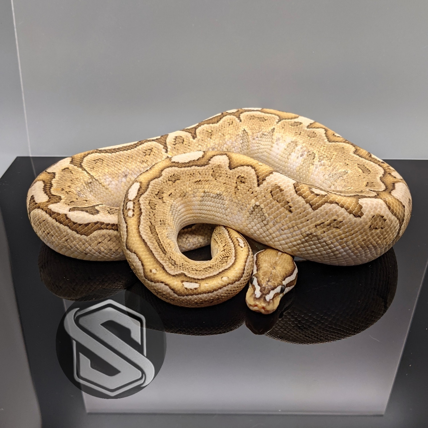 Pastel Bamboo 50% Het G-stripe Ball Python by Stoney's Serpents ...