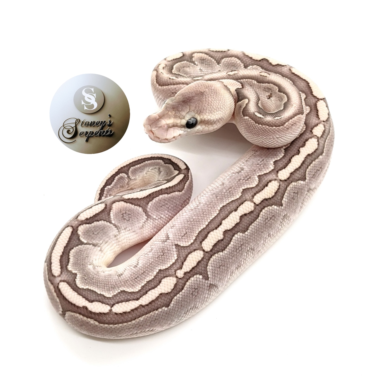 Pewter Bamboo Ball Python by Stoney's Serpents - MorphMarket