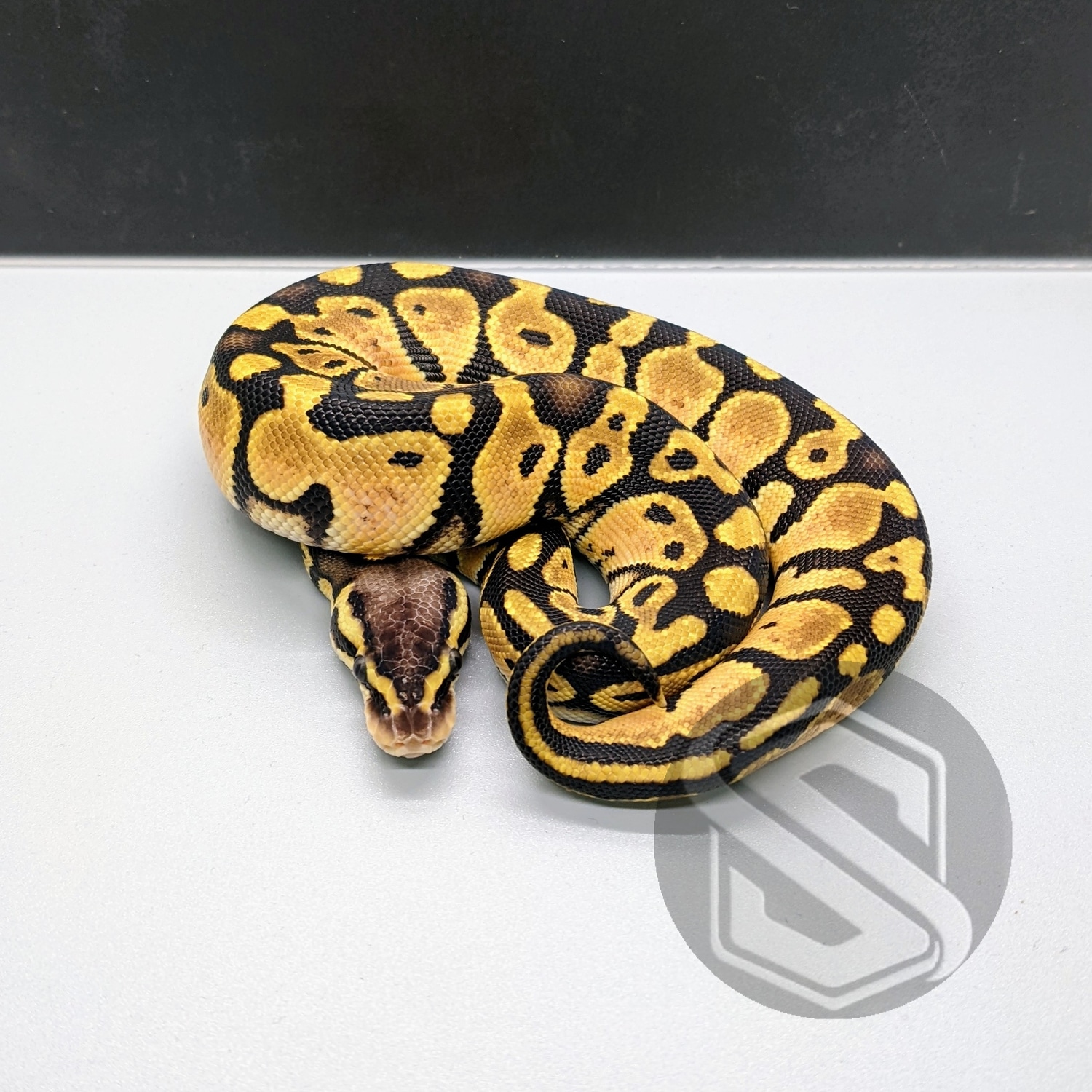 Pastel Poss Het G-stripe Ball Python by Stoney's Serpents - MorphMarket