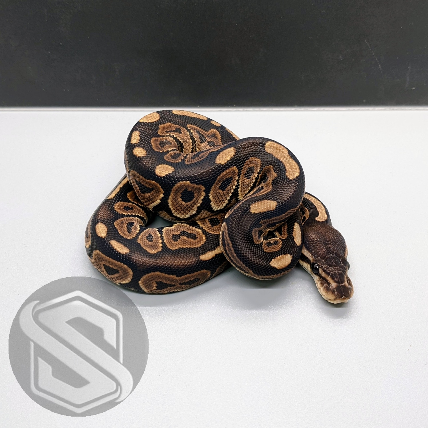 Cinnamon Poss Het G-stripe Ball Python by Stoney's Serpents - MorphMarket