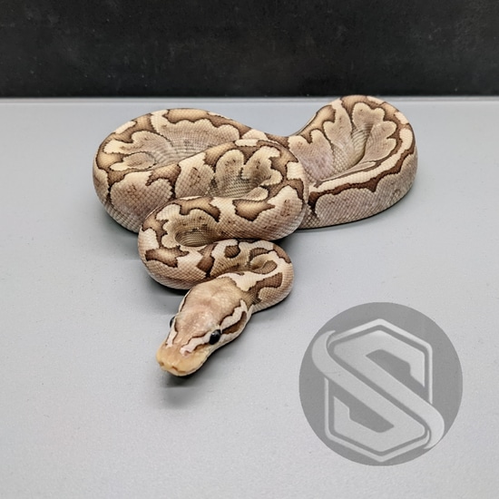 Bamboo Pastel Poss Het G-stripe Ball Python by Stoney's Serpents