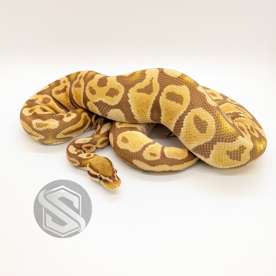 Pastel Ultramel Ball Python by Stoney's Serpents
