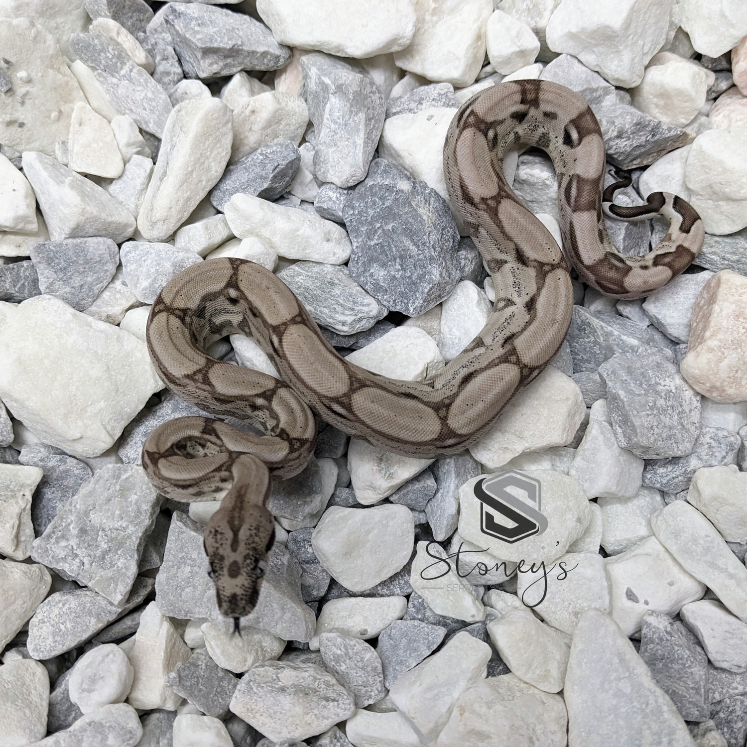Ghost Arabesque Boa Constrictor by Stoney's Serpents - MorphMarket
