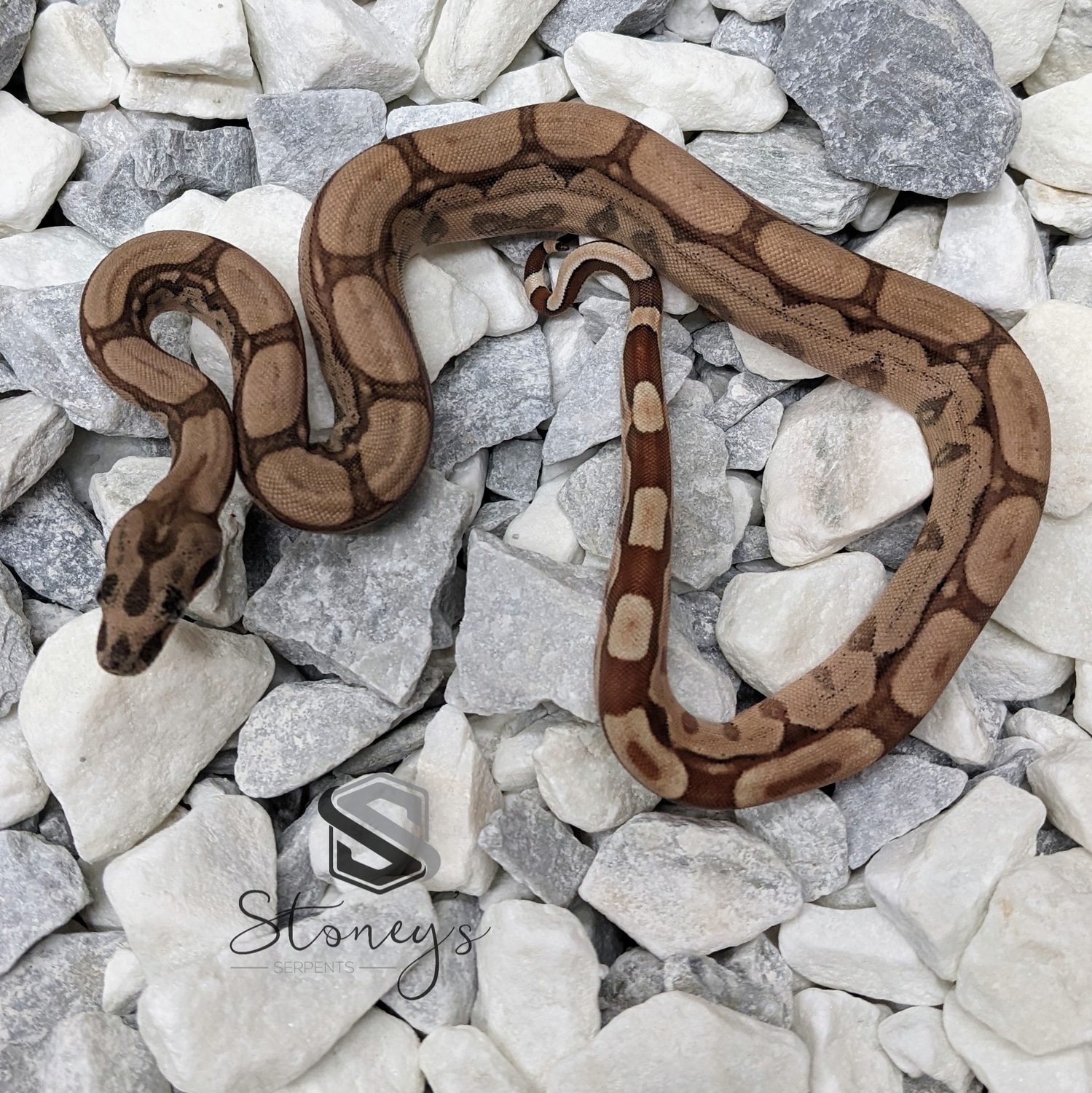 Hypo Arabesque Het Anery 1 Poss Jungle Boa Constrictor by Stoney's ...