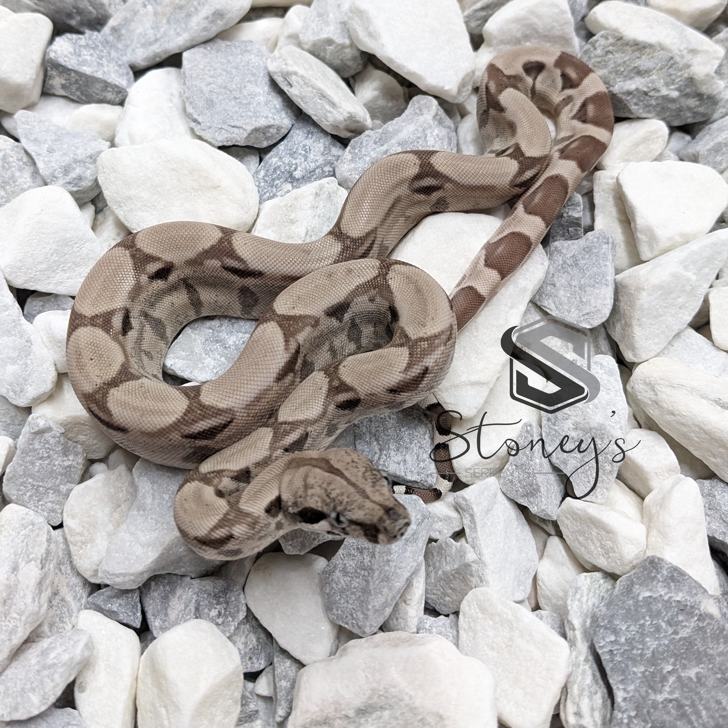 Ghost Prob Jungle Boa Constrictor by Stoney's Serpents - MorphMarket