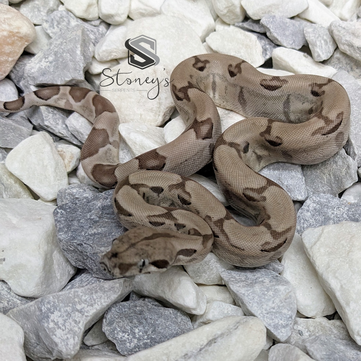 Ghost Jungle Poss Arabesque Boa Constrictor by Stoney's Serpents ...