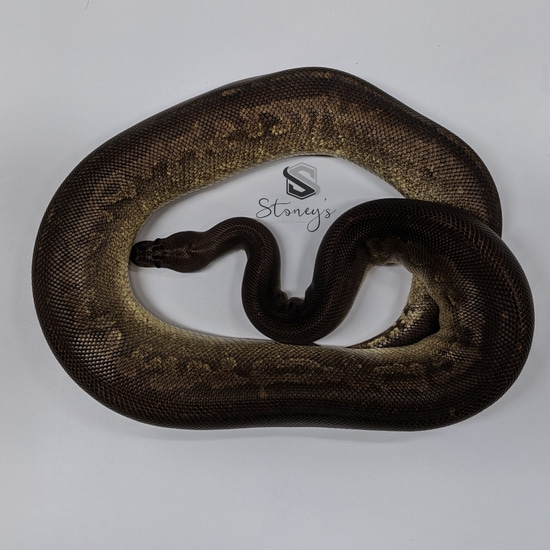 Gargoyle Het G-stripe Ball Python by Stoney's Serpents