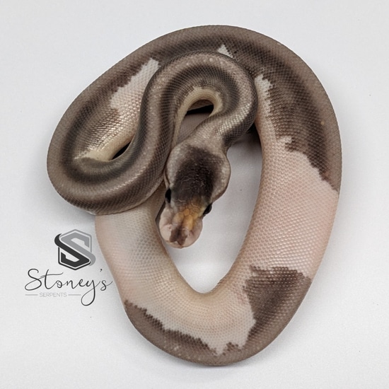Grey Matter Ball Python by Stoney's Serpents