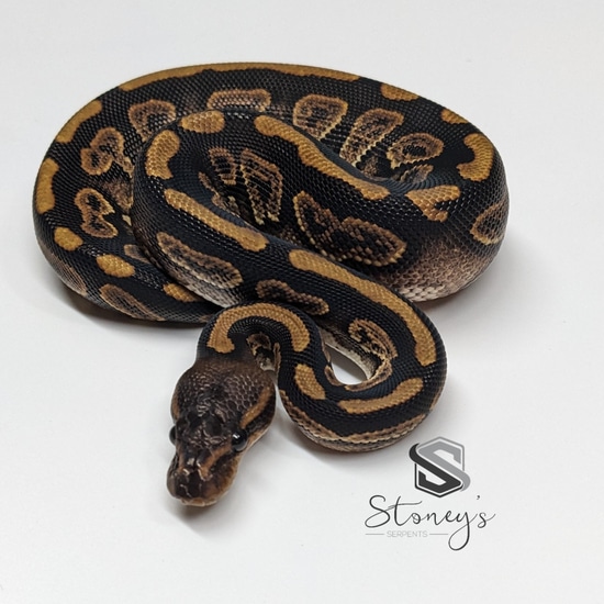 Black Pastel Poss Het Pied Ball Python by Stoney's Serpents