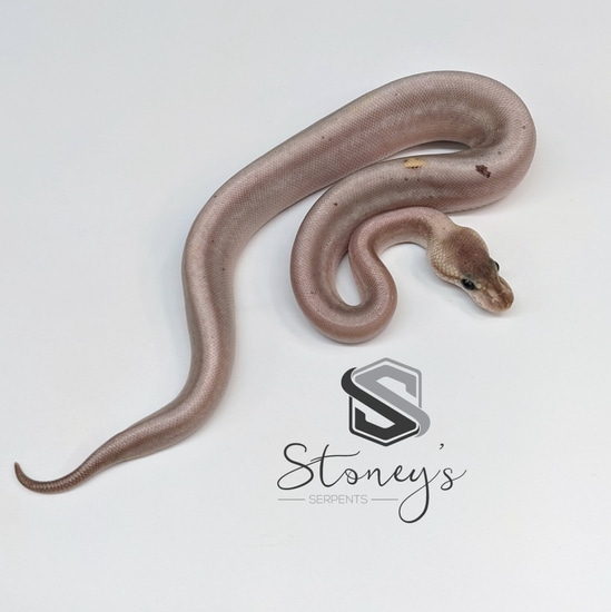 Cinnamon Bamboo Champagne Ball Python by Stoney's Serpents