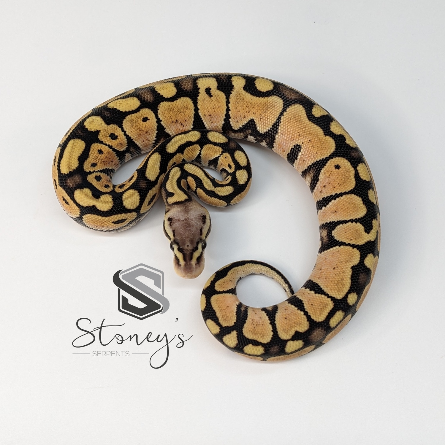 Pastel Lace Poss Granite Poss Het G-stripe Ball Python by Stoney's ...