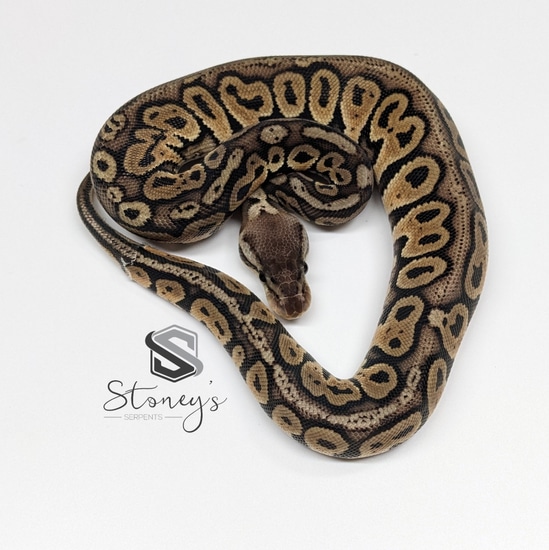 Pastel Chocolate Smoke Hra Het Green Ghost Ball Python by Stoney's Serpents