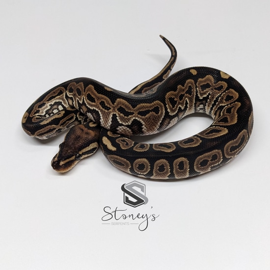 Hra Chocolate 100% Het Green Ghost Ball Python by Stoney's Serpents