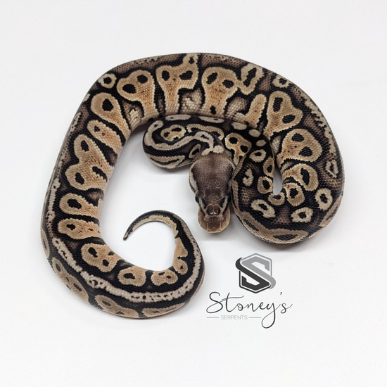 Pastel Hra Poss Smoke 100% Het Green Ghost Ball Python by Stoney's Serpents