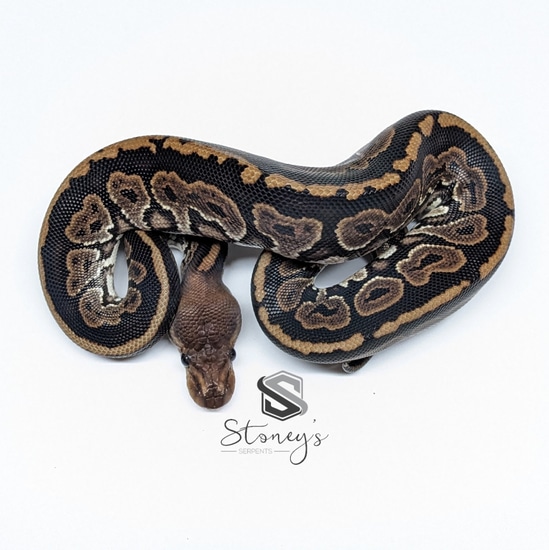 Arcane Mahogany Hra 100% Het Hypo Poss Het Pied Ball Python by Stoney's Serpents