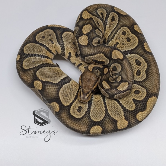 ADULT Hypo Chocolate Ball Python by Stoney's Serpents