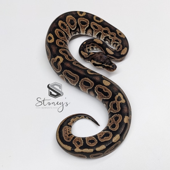 Hra Smoke Ball Python by Stoney's Serpents