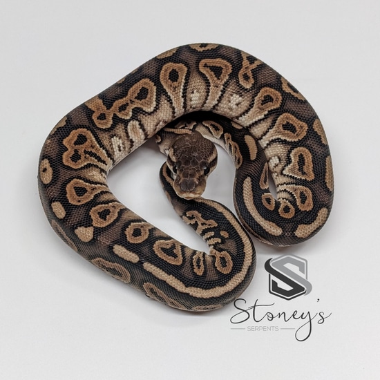 Smoke Cinnamon KP Ball Python by Stoney's Serpents