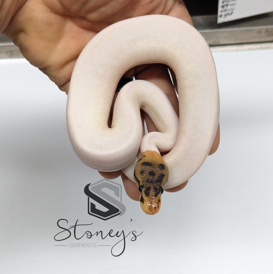 😏 *Smirk Emoji* Pied! EnLeoYbHraSpider Pied 100% Het Hypo Ball Python ...