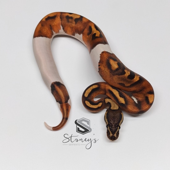 Black Pastel Enchi Pied Ball Python by Stoney's Serpents