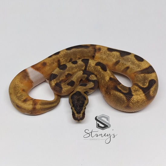 Super Enchi Pied Ball Python by Permission Pythons