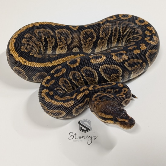 Occult Ball Python by Stoney's Serpents