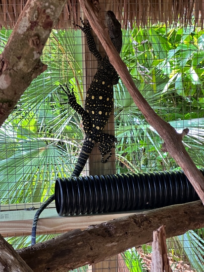 Crocodile Monitor by Stone’s snakes