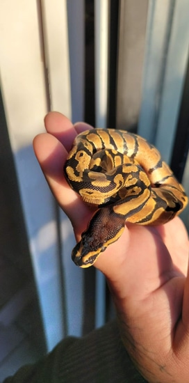 22 Normal Ball Python by Sick&twisted ball pythons