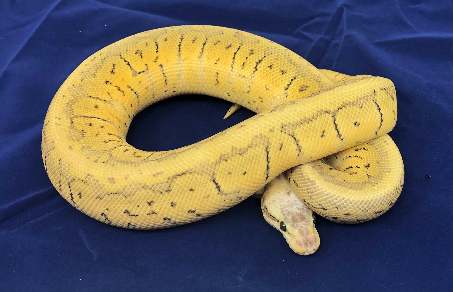 Killer Blast Het Clown Ball Python by StoneAge Ball Pythons - MorphMarket