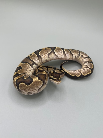 Sugar Fire Ball Python by StoneAge Ball Pythons