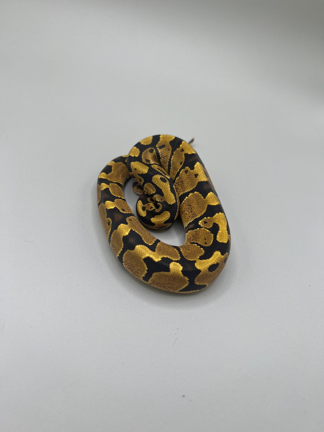 Fire Ball Python by StoneAge Ball Pythons - MorphMarket