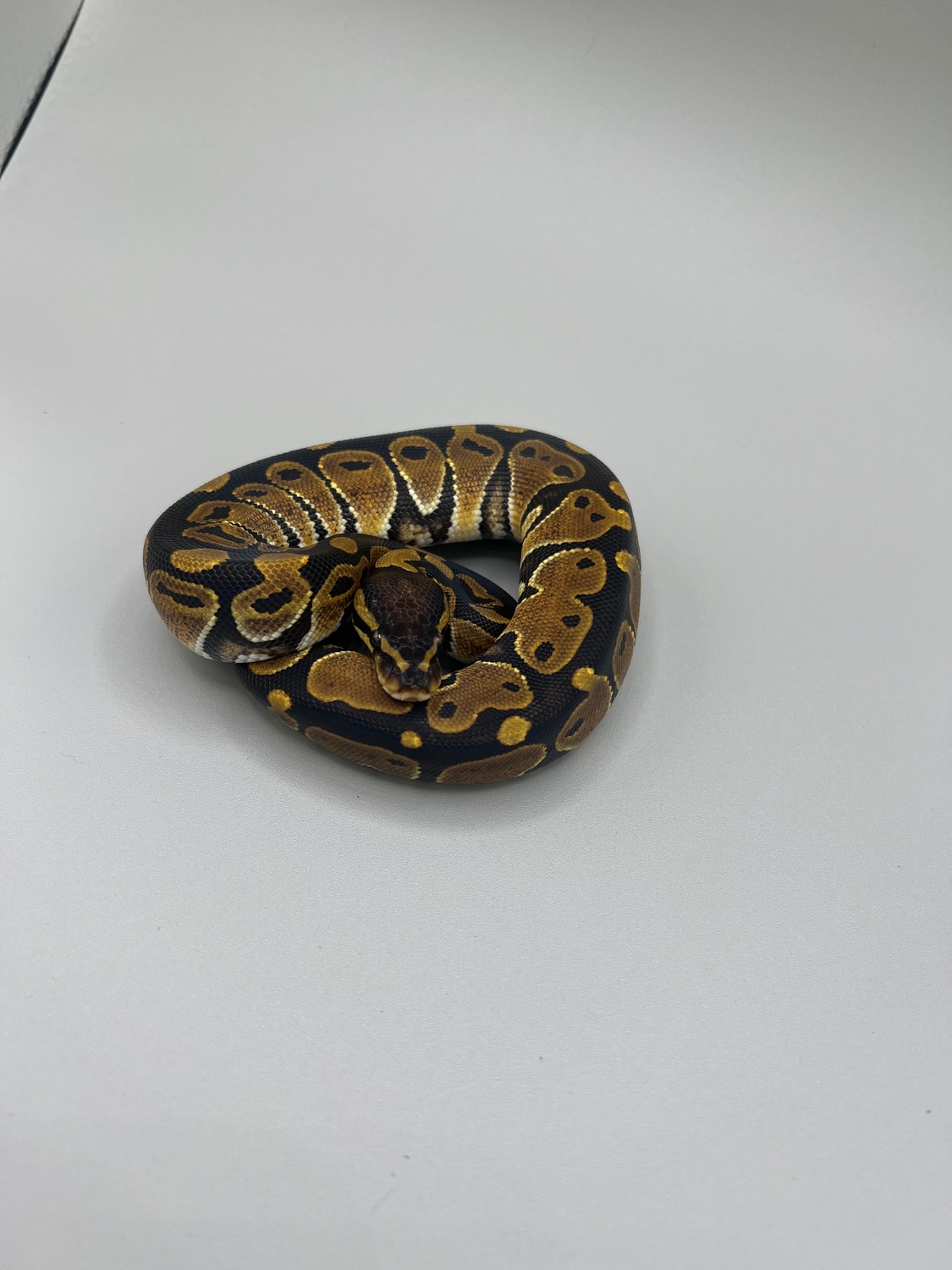 Normal Ball Python by StoneAge Ball Pythons - MorphMarket