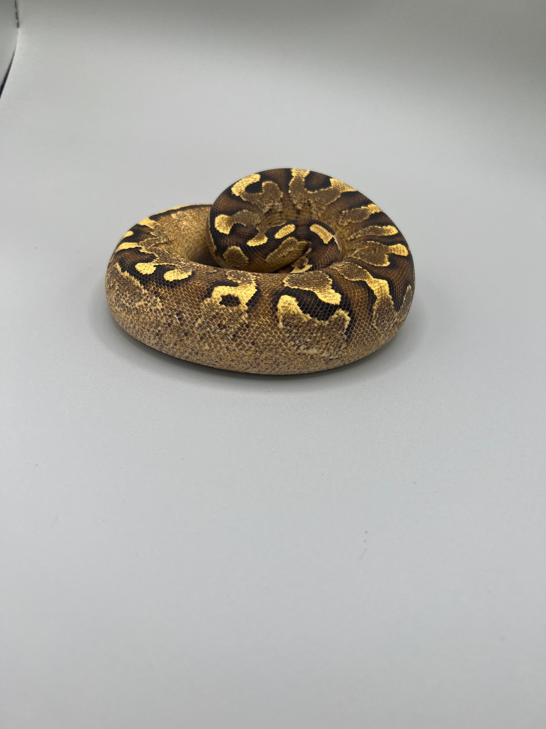 Sugar Fire Yellowbelly Ball Python by StoneAge Ball Pythons - MorphMarket