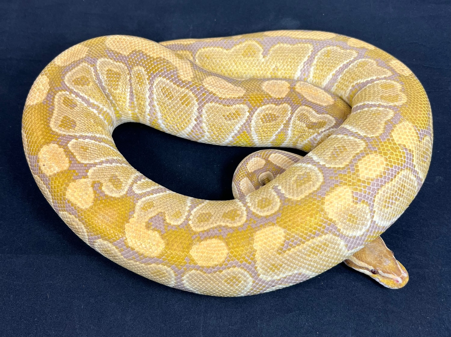 Caramel Albino Ball Python by StoneAge Ball Pythons - MorphMarket