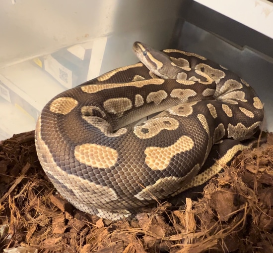 Lesser Ball Python by StoneAge Ball Pythons