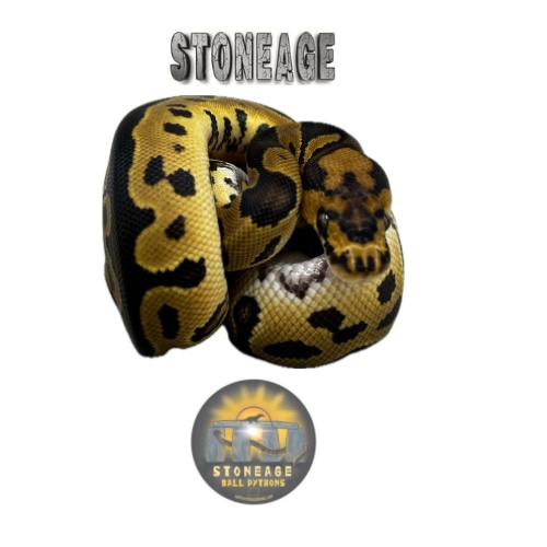 Clown Het Pied Ball Python by StoneAge Ball Pythons
