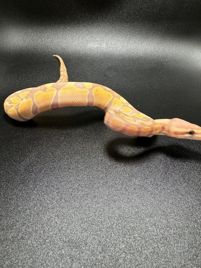 Banana Vanilla Ball Python by StoneAge Ball Pythons