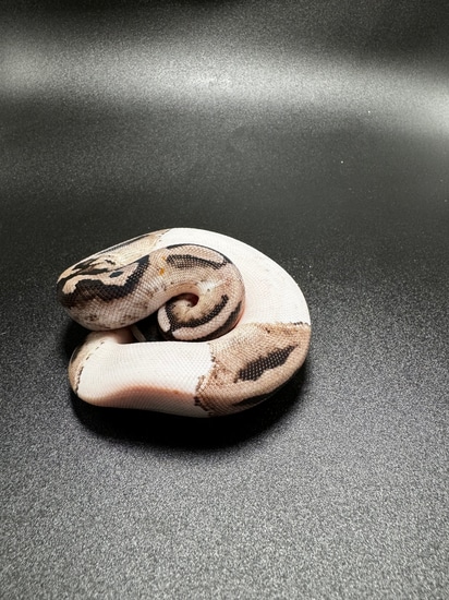 Vpi Axanthic Pied 50% Albino Ball Python by StoneAge Ball Pythons